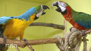 Alles zum Thema Papagei | RTL.de