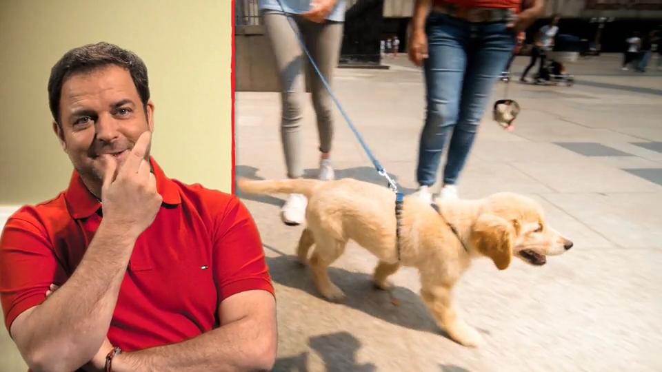Woran das wohl liegt?: Sam führt seine Familie durch Köln spazieren ...