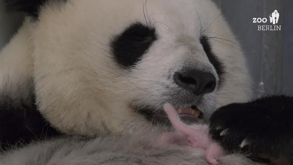 Berliner Zoo im Panda-Glück: Panda-Mama kuschelt mit ihren Babys | RTL.de