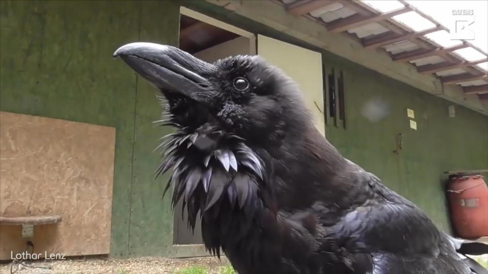 Rabe spricht Deutsch | RTL.de