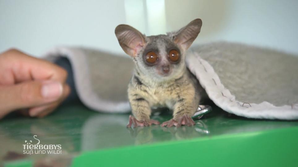 Umzug in ein größeres Gehege: Das Buschbaby bekommt ein neues Zuhause ...