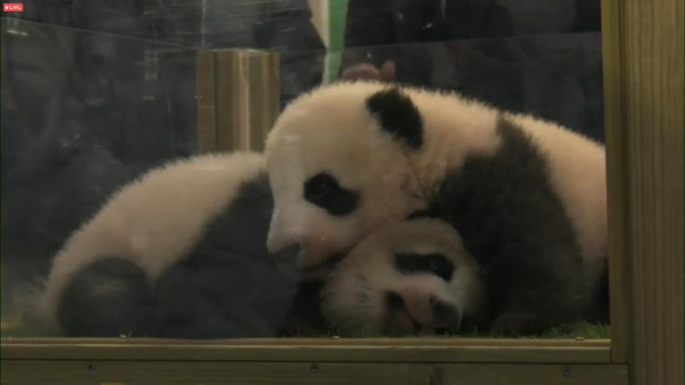 Flauschiger Panda