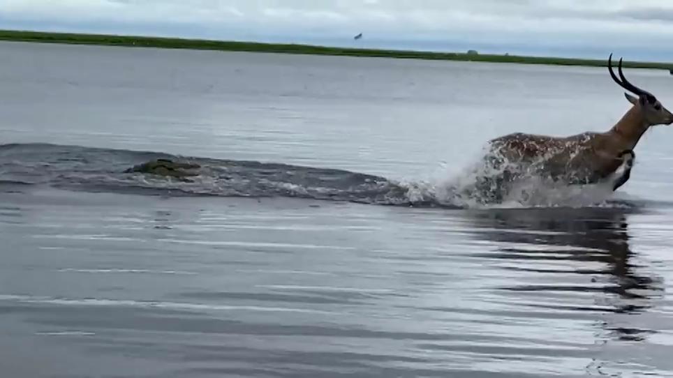 Touristen schauen zu: Krokodil-Attacke! Antilope entkommt nur knapp dem ...