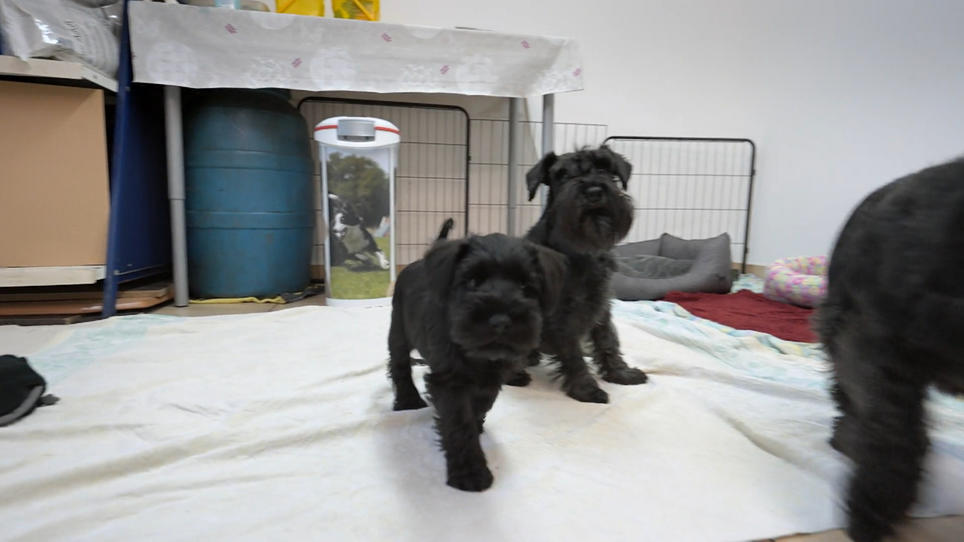 Taxi-Service gibt's auch noch: Hundedame Isa wartet schon freudig | RTL.de