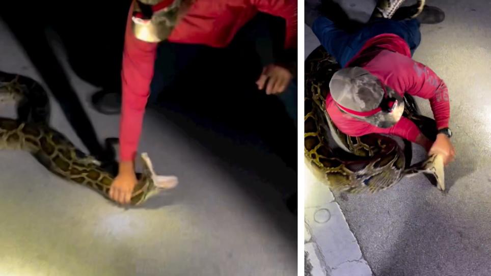 Wrestling mit Weltrekord-Python: Mann kämpft minutenlang gegen XXL-Schlange! | RTL.de