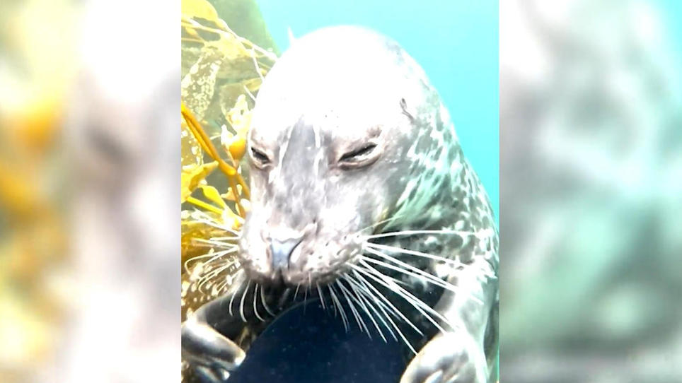 Sie geht auf Tuchfühlung!: Robbe kitzelt Taucher - und geht damit viral | RTL.de