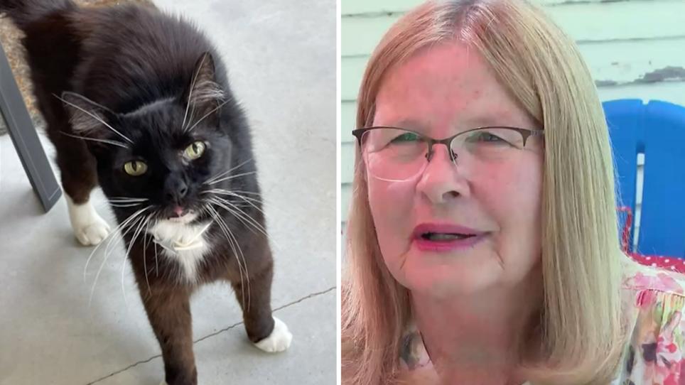 Fast 2.000 Kilometer vom Zuhause entfernt: Vermisste Katze taucht ... Fast 2.000 Kilometer vom Zuhause entfernt: Vermisste Katze taucht ...