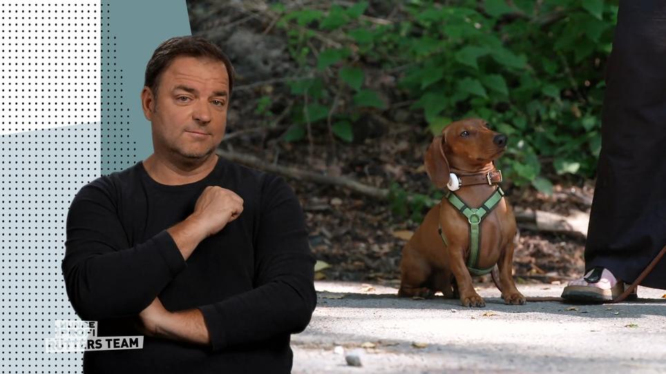 Finale Prüfung: Bleibt Dackel Ludwig cool? | RTL.de