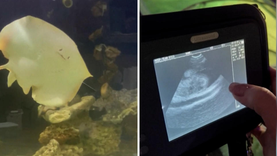 Wie konnte das passieren?!: War’s der Hai? Rochen plötzlich schwanger ...